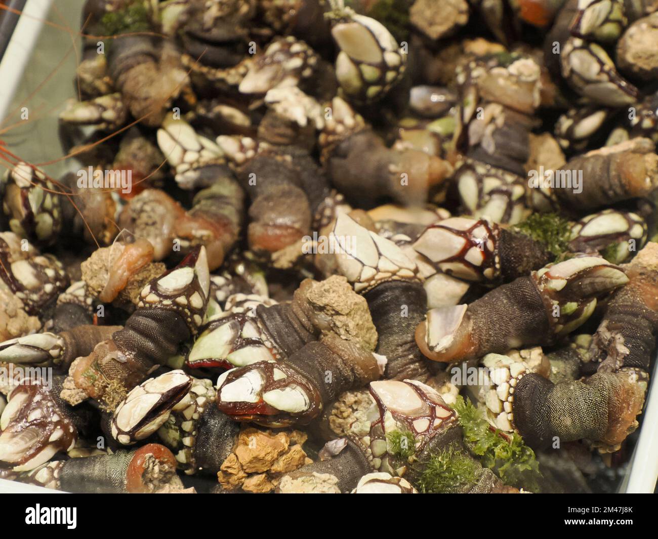 seafood snack tapas at madrid market seafood detail Stock Photo - Alamy