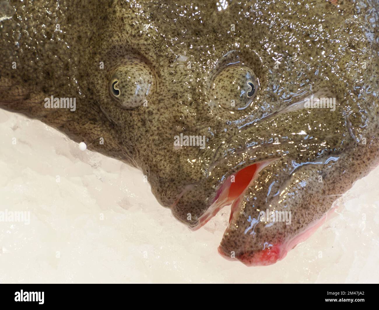 flat fish seafood snack tapas at madrid market seafood detail Stock ...