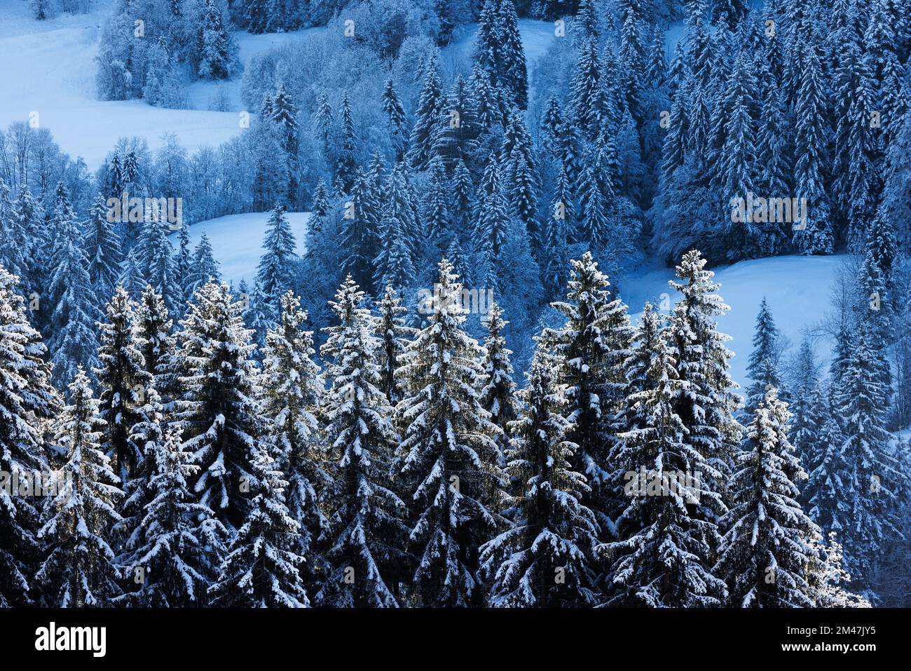 snow covered trees in idyllic winter landscape in Eriz Stock Photo - Alamy