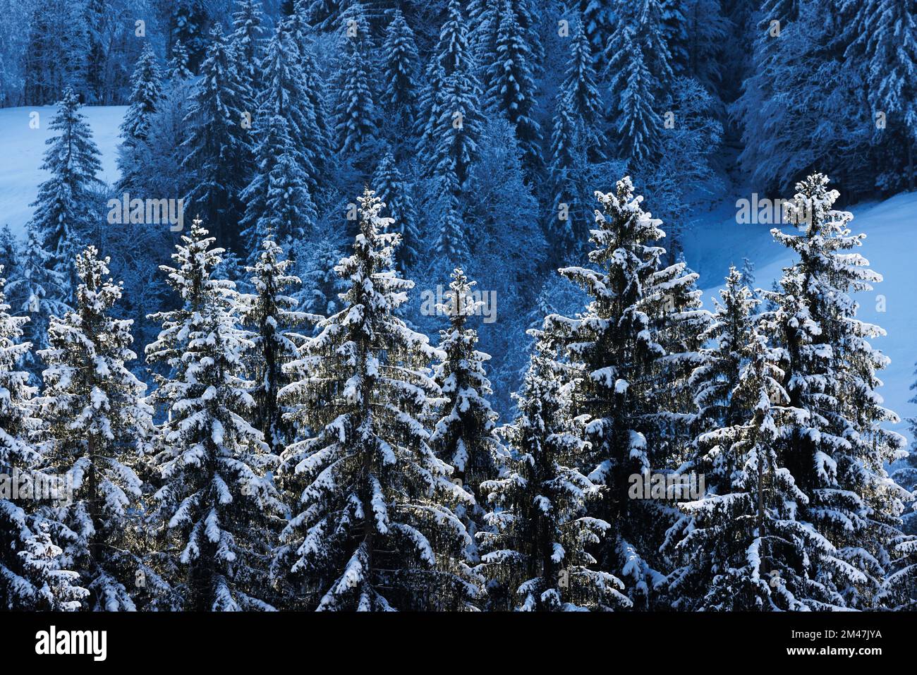 snow covered trees in idyllic winter landscape in Eriz Stock Photo - Alamy