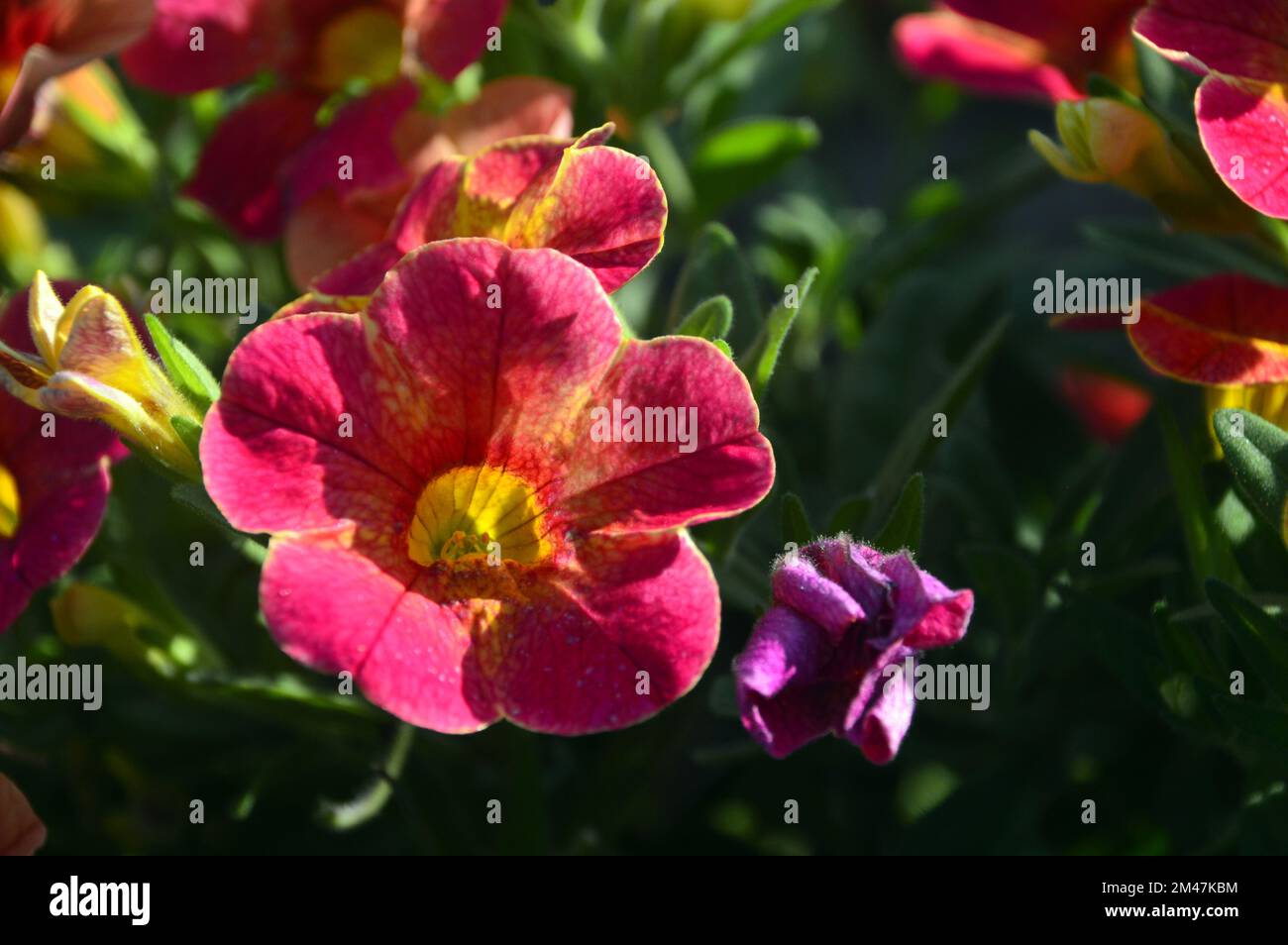 Single Red/Yellow Calibrachoas (Million Bells, Trailing Petunias or ...