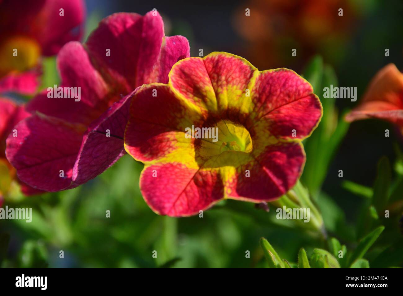 Single Red/Yellow Calibrachoas (Million Bells, Trailing Petunias or ...
