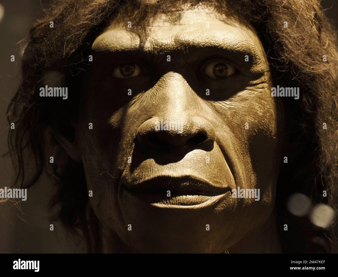 Homo erectus human head cranium detail Stock Photo - Alamy