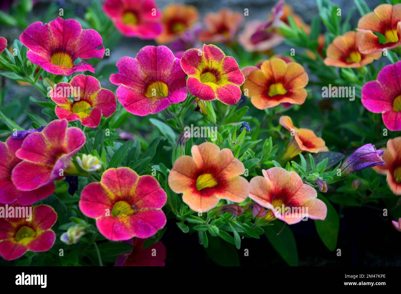 Pink/Yellow/Orange Calibrachoas (Million Bells, Trailing Petunias or ...