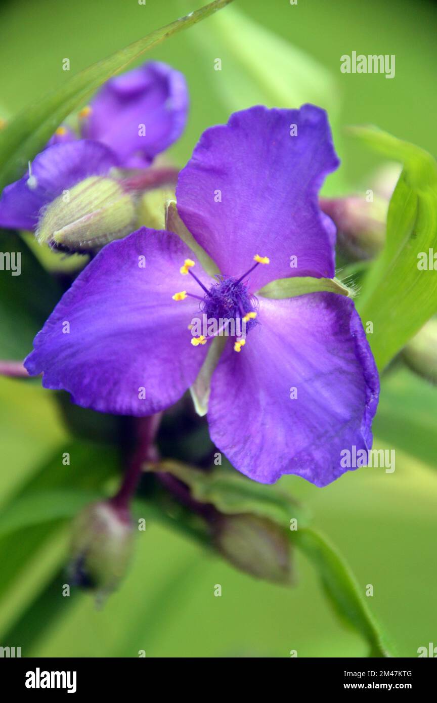 Single Purple Tradescantia 'Concord Grape' (Spider Lily) Flower grown ...