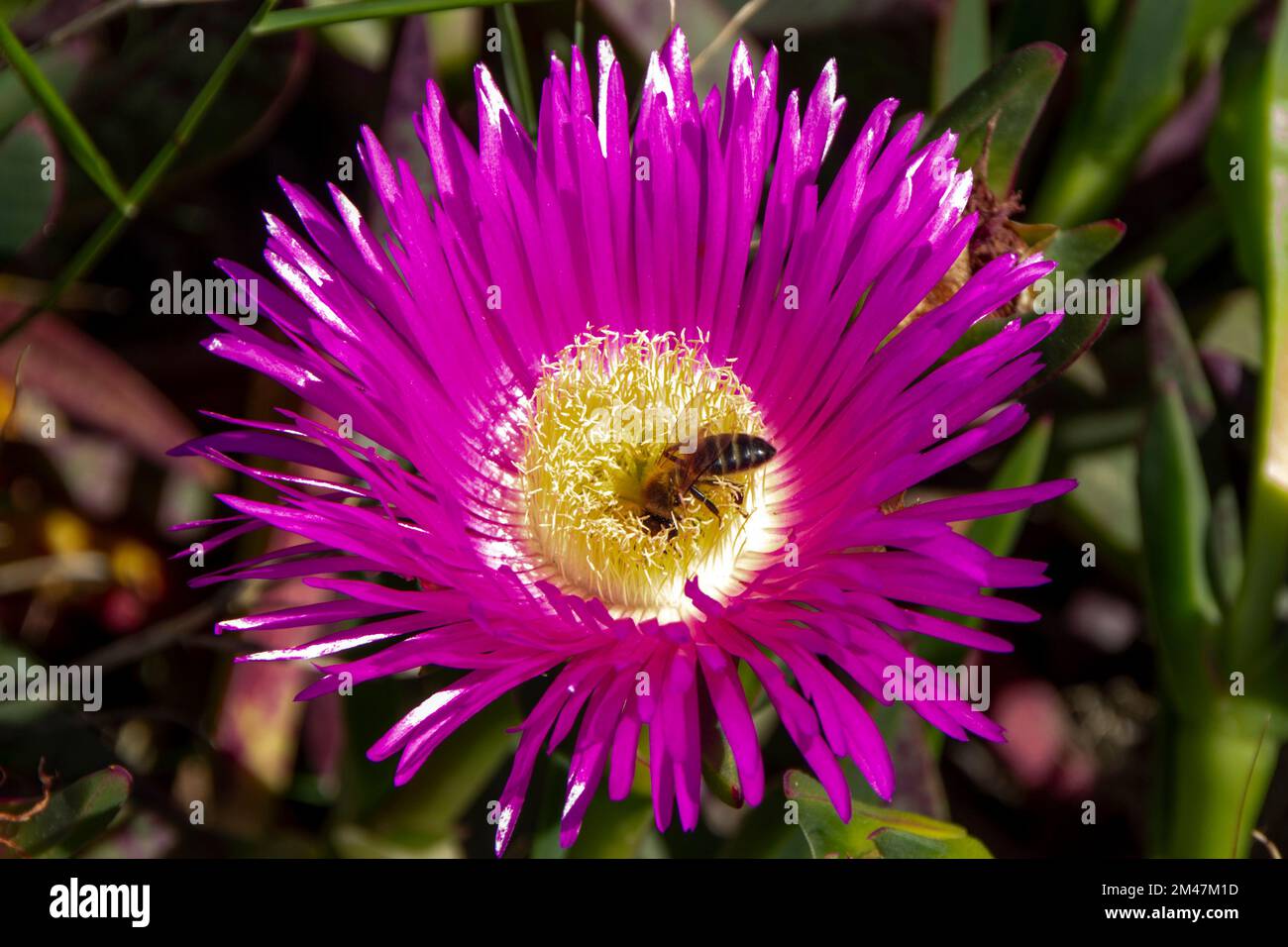 Bee inside blooming yellow hi-res stock photography and images - Alamy