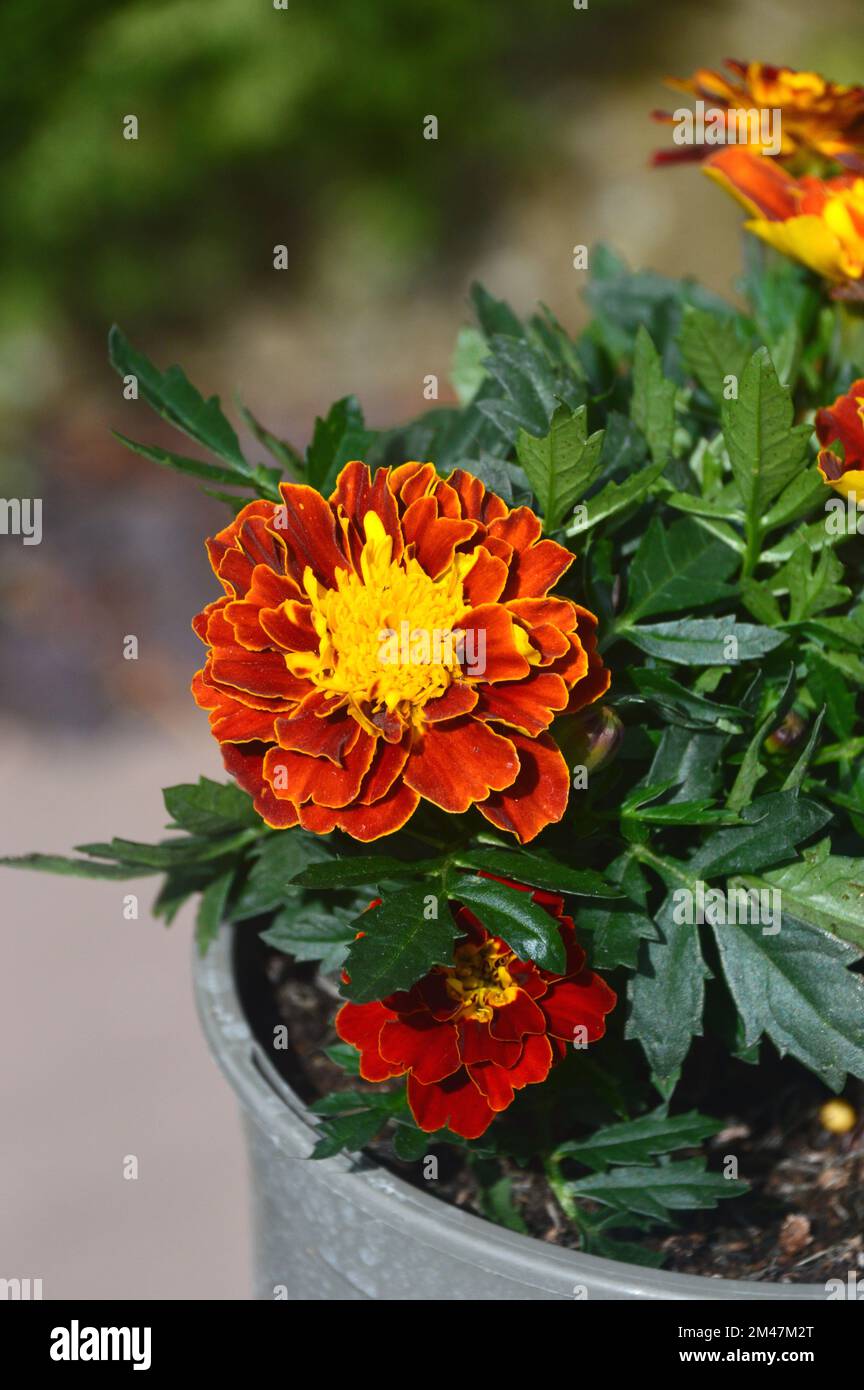 Single Orange/Yellow Tagetes Patula (French Marigold) Flower grown in a ...