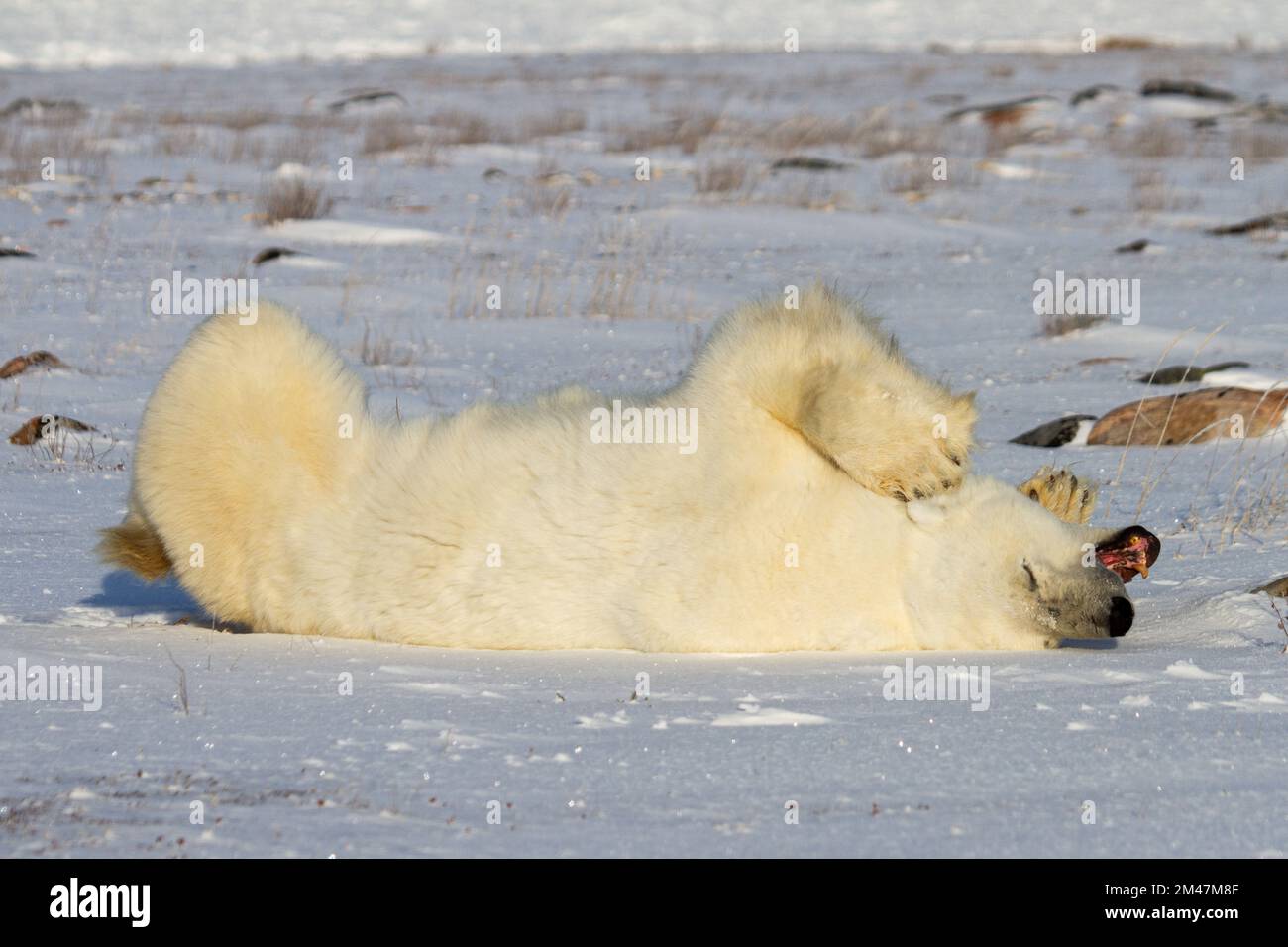A polar bear rolling around in snow with legs in the air, with snow on ...