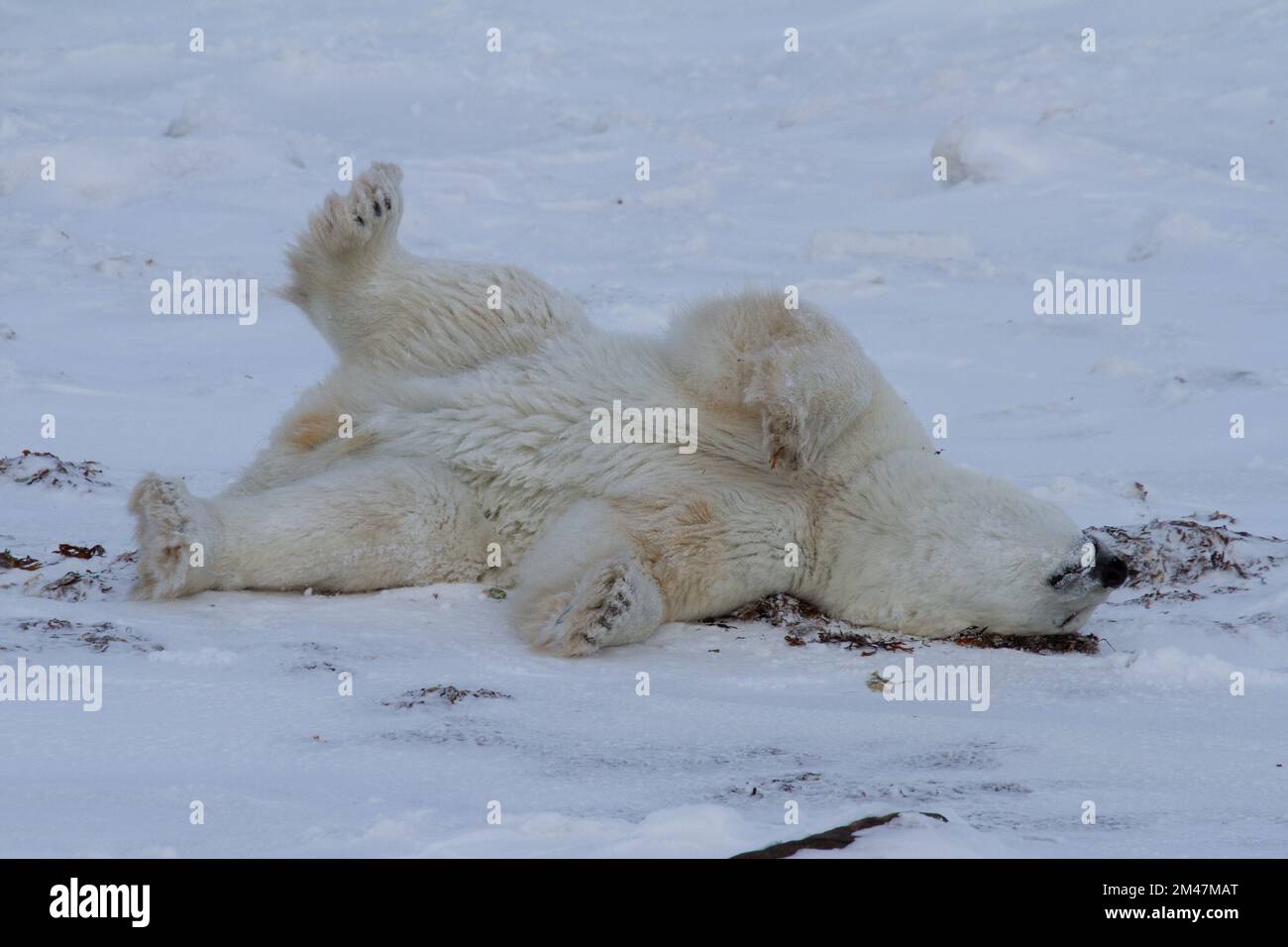 A polar bear rolling around in snow with legs in the air, with snow on ...