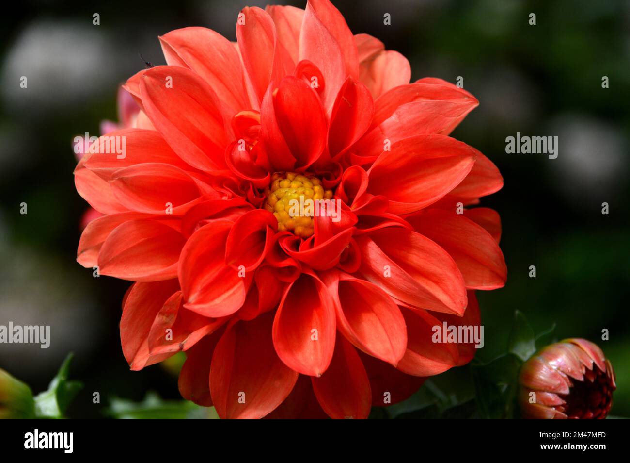Single Orange/Red Dahlia 'Rachel' (Dahlietta Surprise) Flower grown in ...