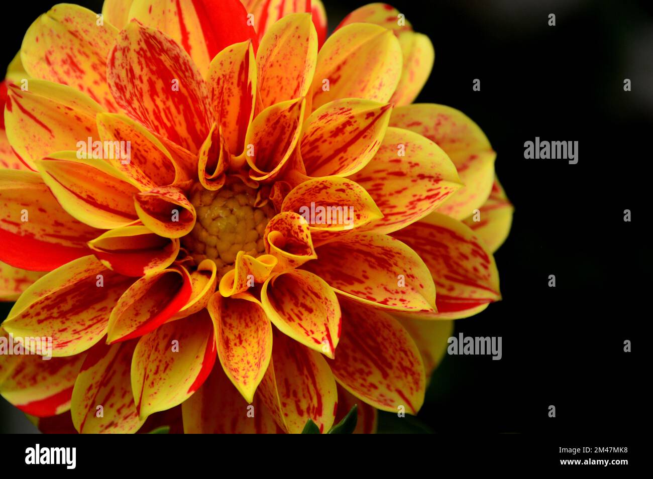 Single Yellow/Red Bi-Coloured Dahlia 'Kelly' (Dahlietta Surprise ...