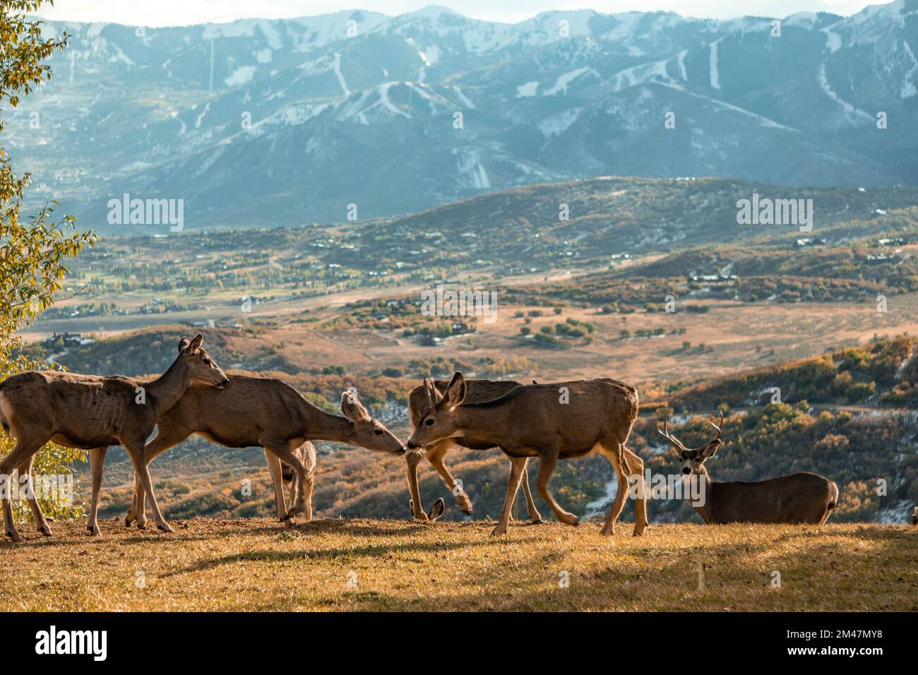 Peak of ram city hi-res stock photography and images - Alamy