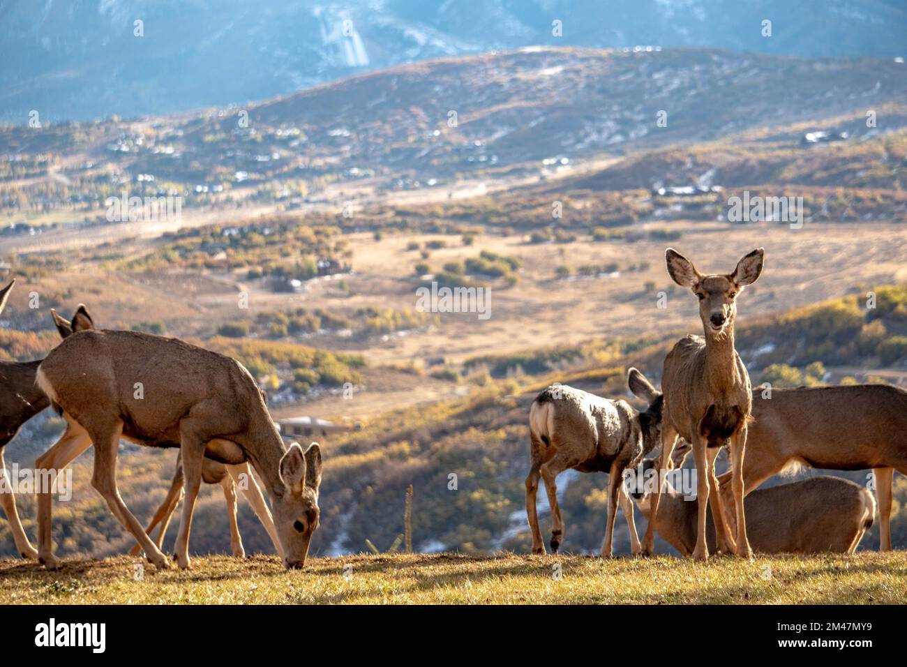 City of antler hi-res stock photography and images - Alamy