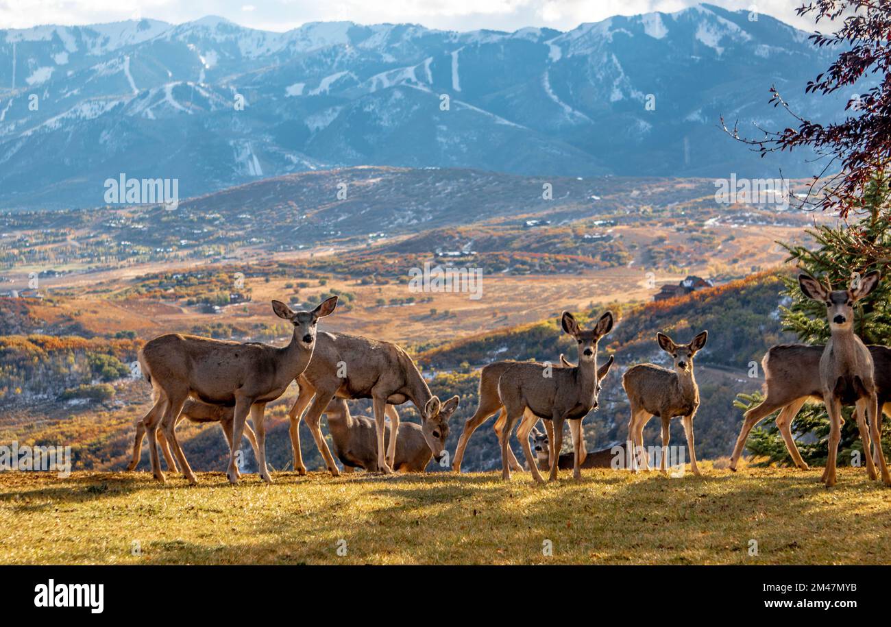 City of antler hi-res stock photography and images - Alamy