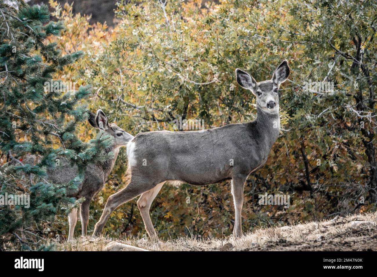 deer in the wild Stock Photo - Alamy