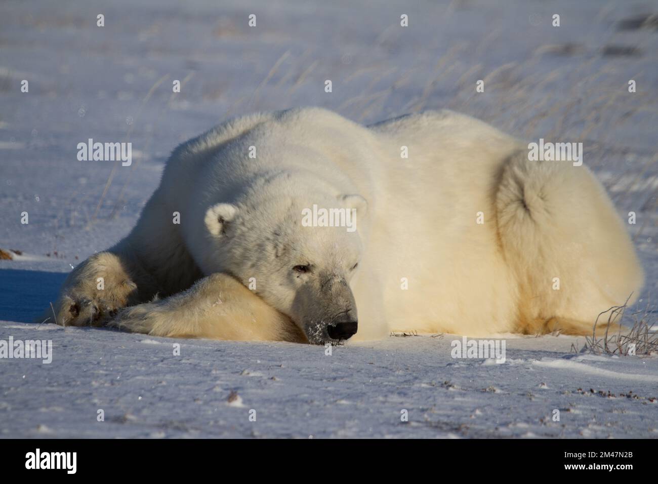A polar bear or Ursus maritumus lying down with paws stretched and ...