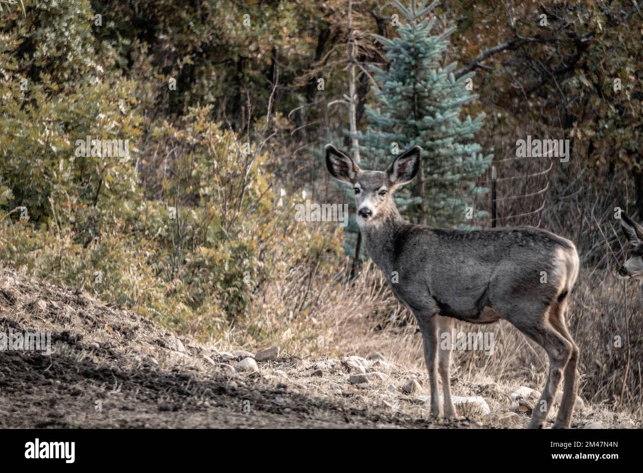 deer in the wild Stock Photo - Alamy