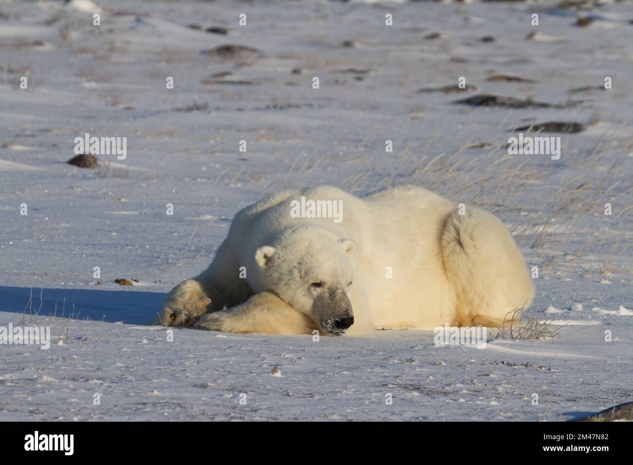 A polar bear or Ursus maritumus lying down with paws stretched and ...