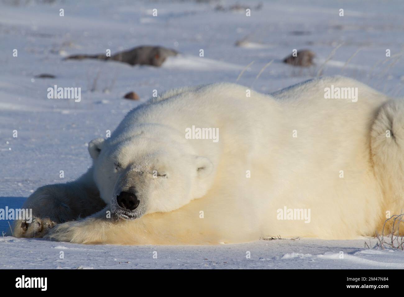 A polar bear or Ursus maritumus lying down with paws stretched and ...