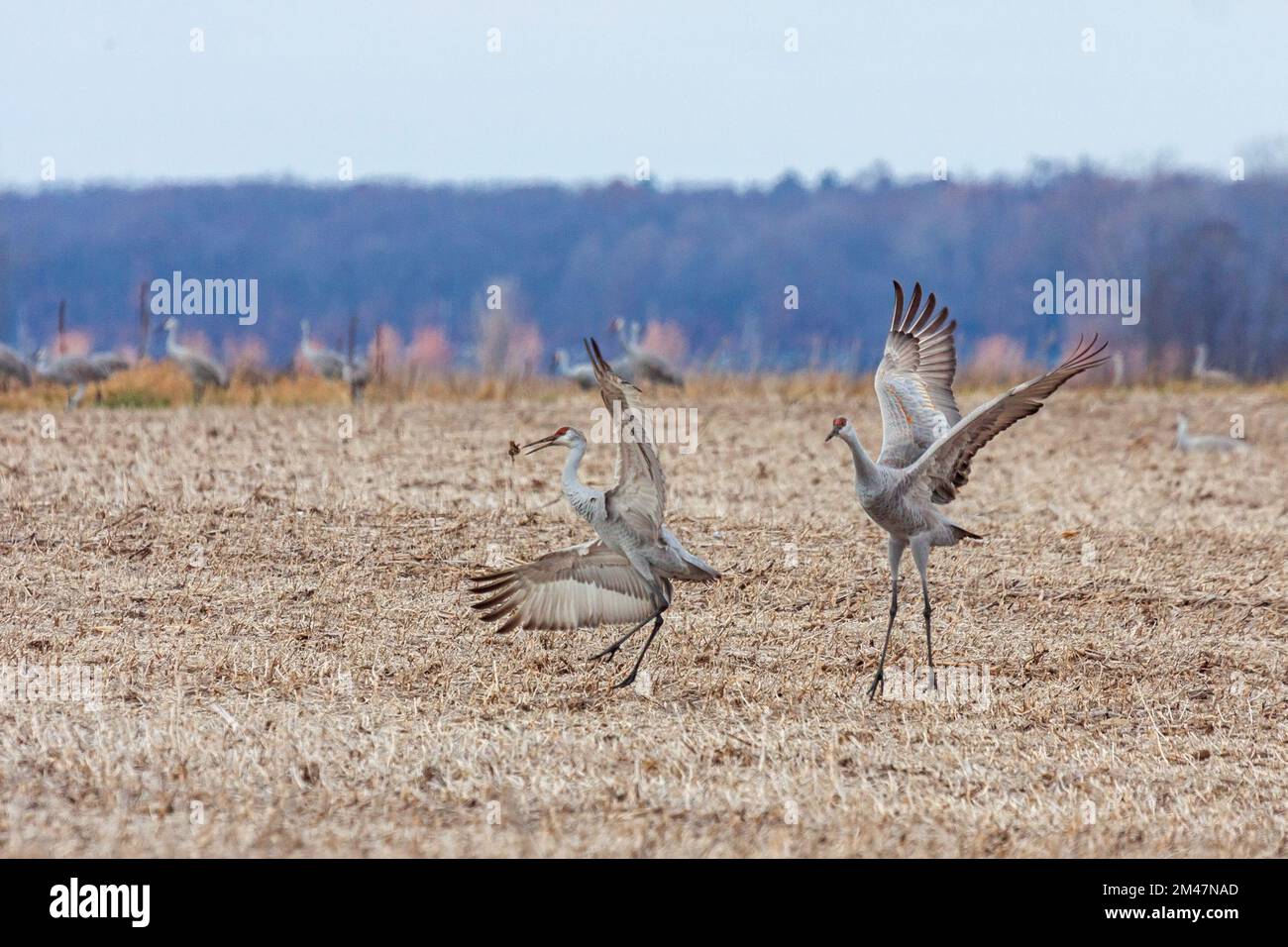 Sandhill cranes dance together in a recently plowed cornfield while ...