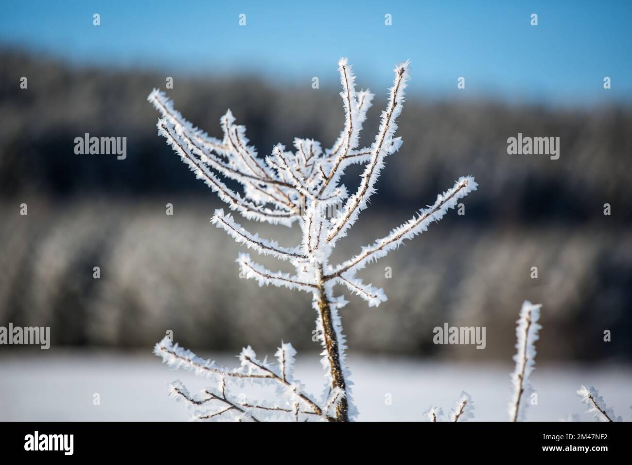 Frozen bush on a cold sunny winter morning, Waldviertel, Austria Stock ...