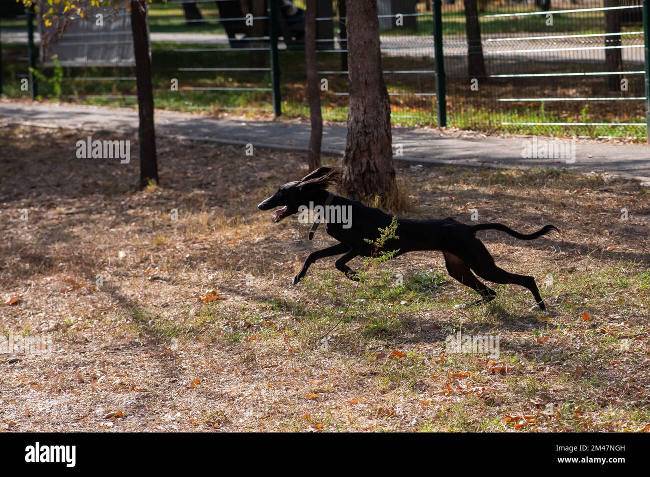 Tazy. Central Asian Greyhound runs for a walk in autumn Stock Photo - Alamy