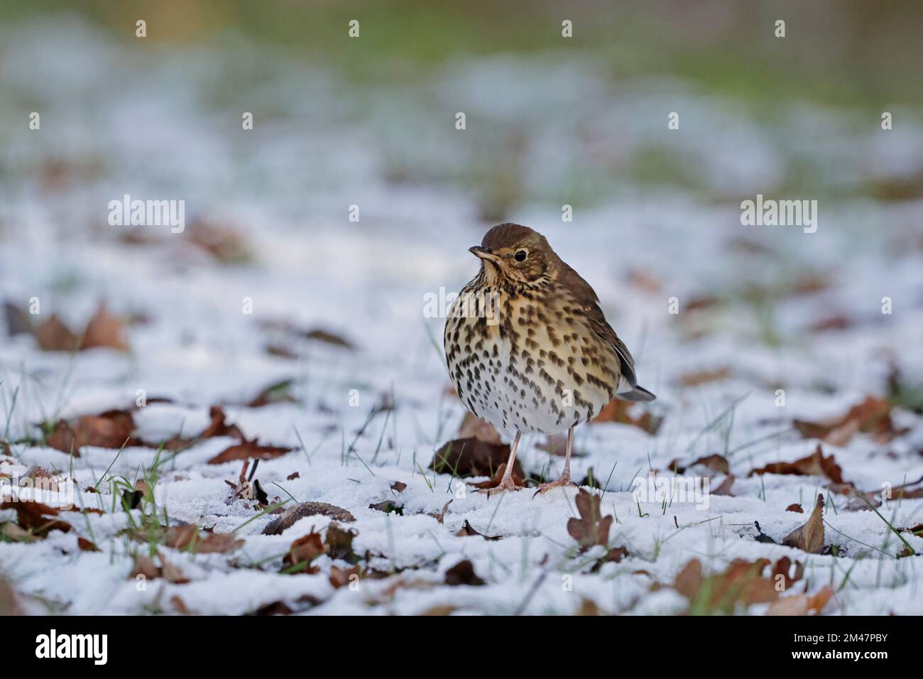 Song Thrush eating apples in the Forest of Dean Gloucestershire UK ...