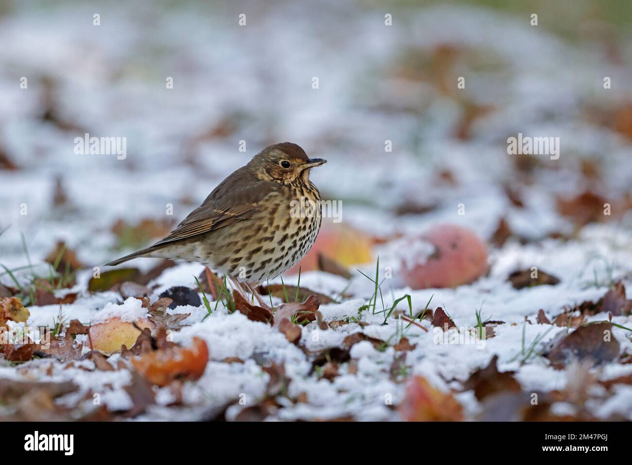 Song Thrush eating apples in the Forest of Dean Gloucestershire UK ...
