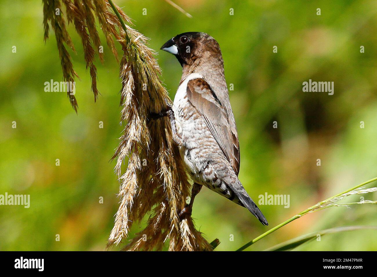 A bronze mannikin feeding on seeds in a garden in Cape Town Stock Photo ...