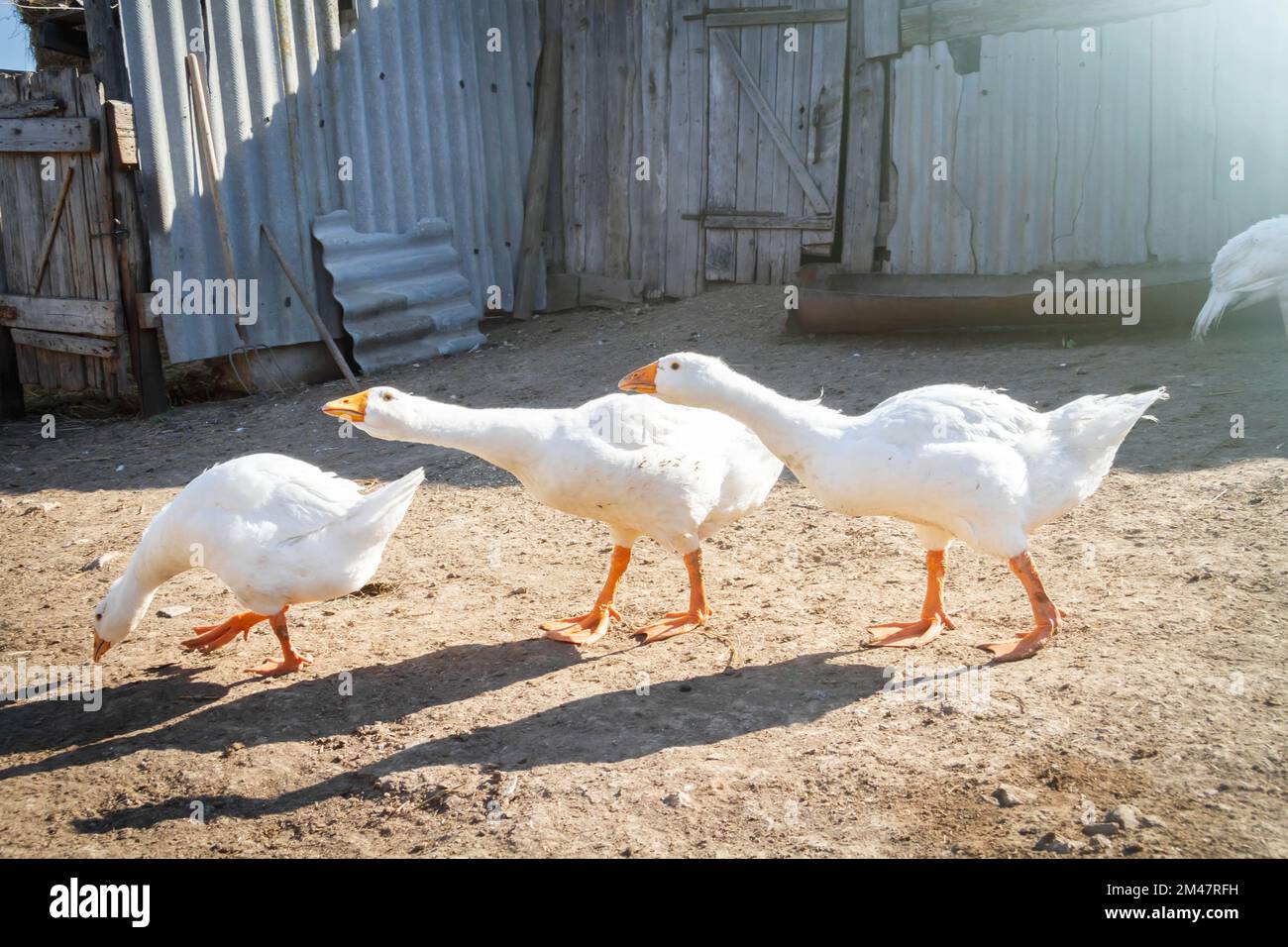 White geese. Poultry farm. Beautiful white geese in rays of bright sun ...