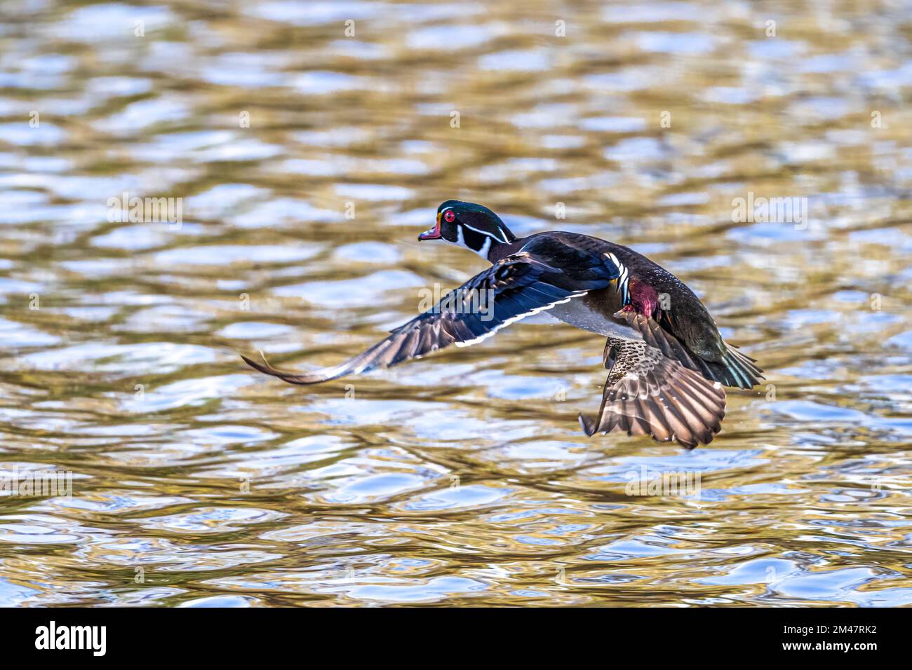 Female wood duck flying hi-res stock photography and images - Alamy