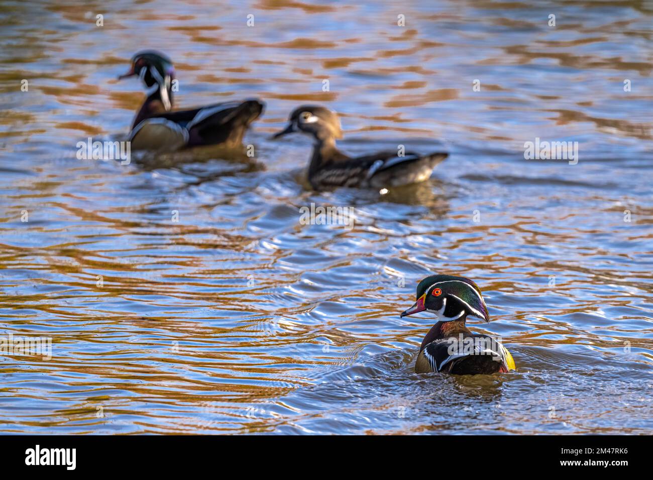 Wood Duck or Carolina Duck (Aix sponsa Stock Photo - Alamy
