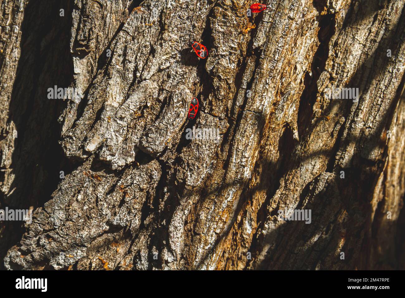 Red bug. Accumulation of soldier bugs. Red beetles in sun. Flock of ...