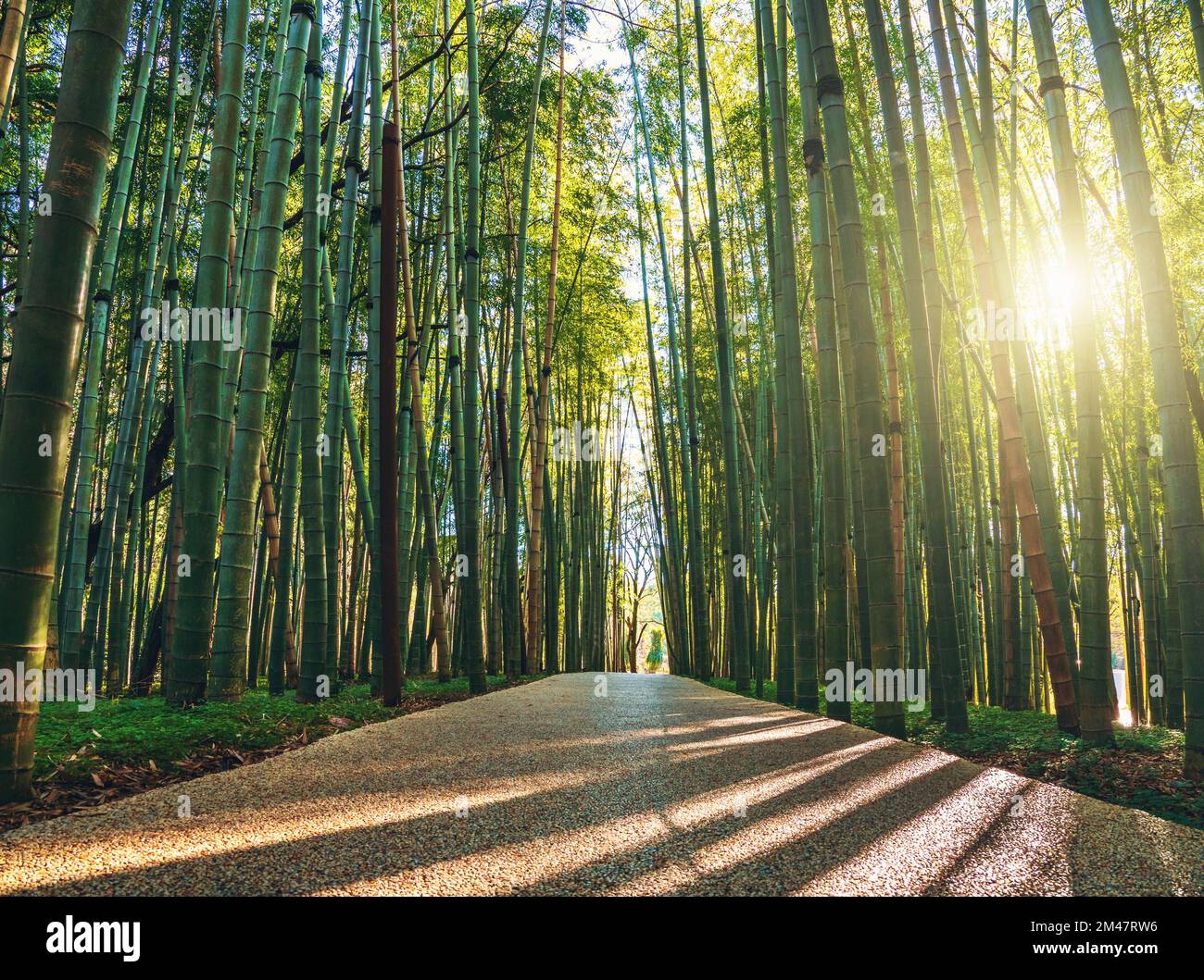 Walking path through green beautiful bamboo forest in sunlight Stock ...