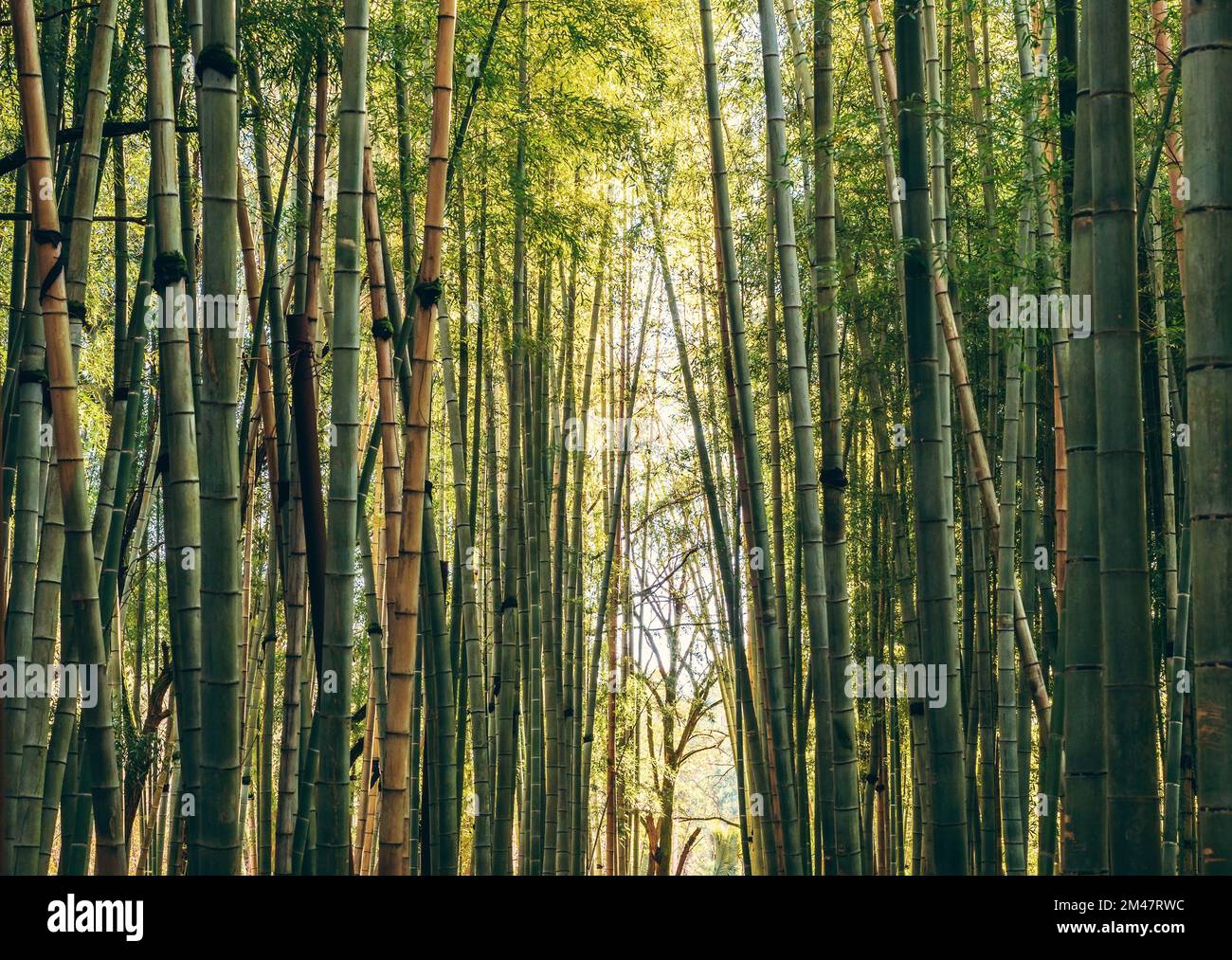 Green bamboo forest background. Tall bamboo trunks Stock Photo - Alamy