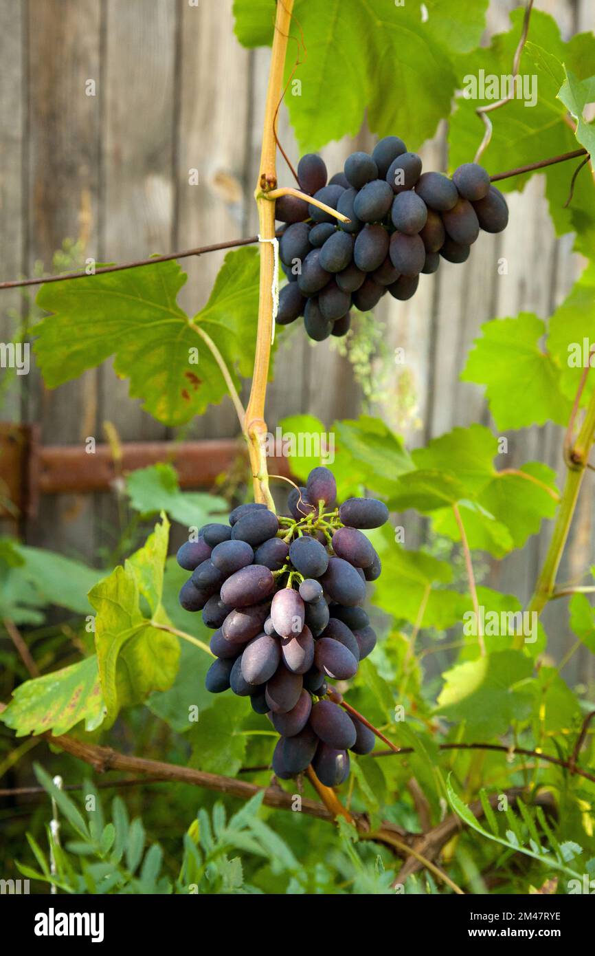 Bunch of pink grapes with big berries hanging on grapes bush in a ...
