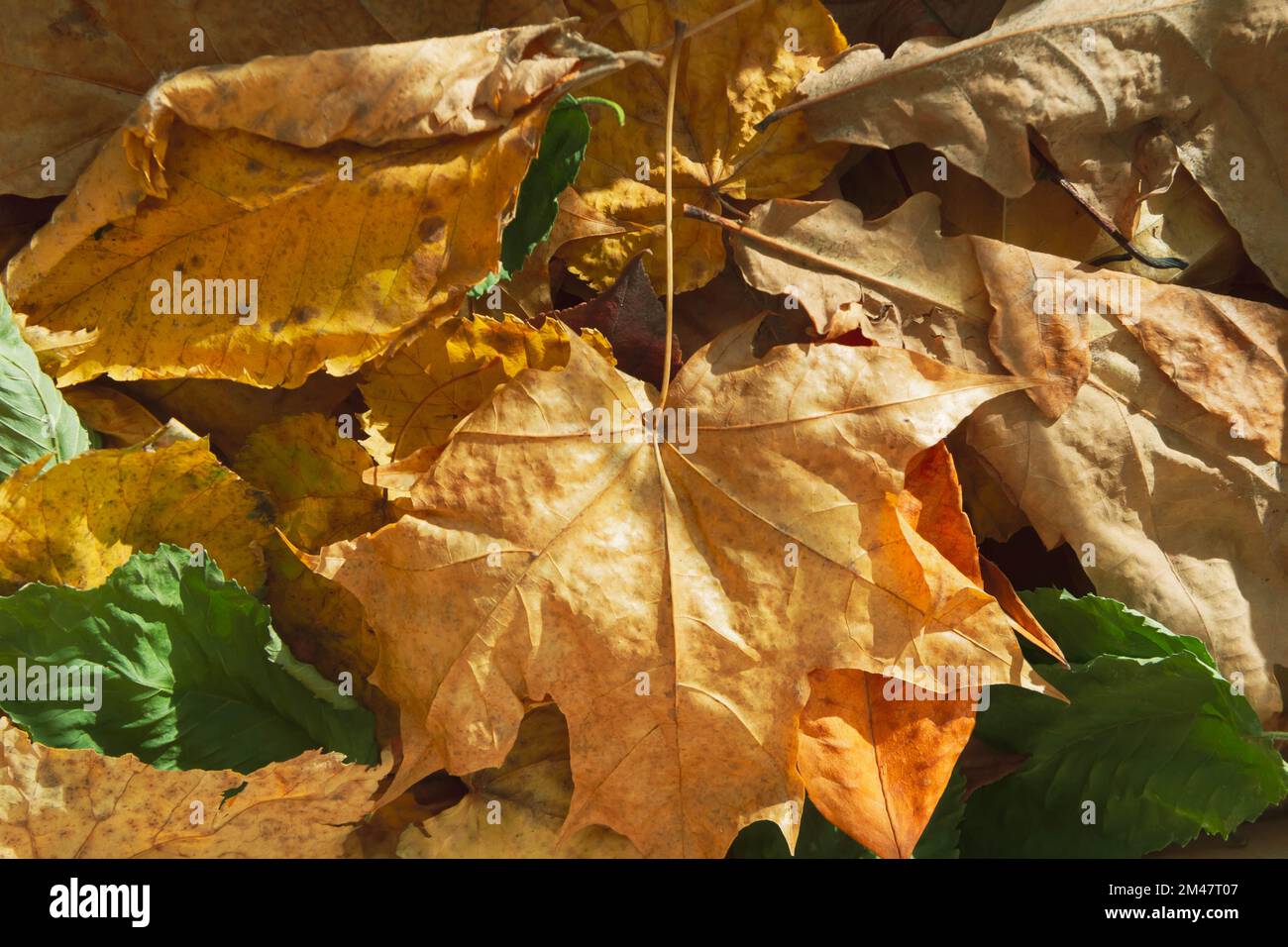 Backdrop of dry yellow autumn leaves in bright sunlight of autumn sun ...