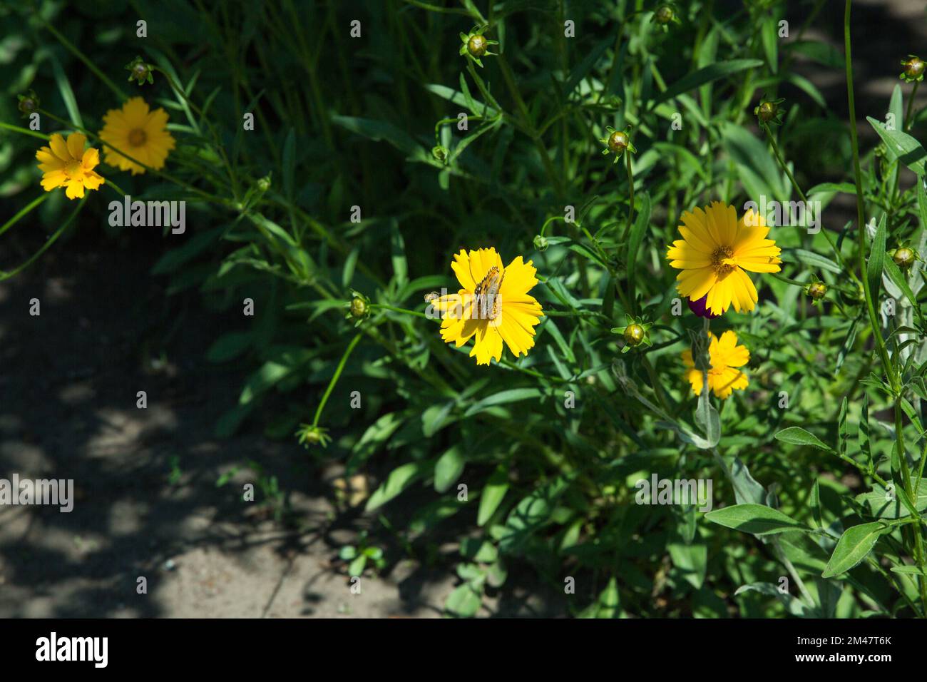 Wildlife, summer time. Flowering yellow decorative daisy, coreopsis ...
