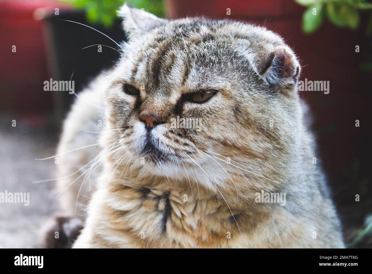 Scottish cat. Fold-eared Scotsman. Beautiful cat close-up. Large fluffy ...