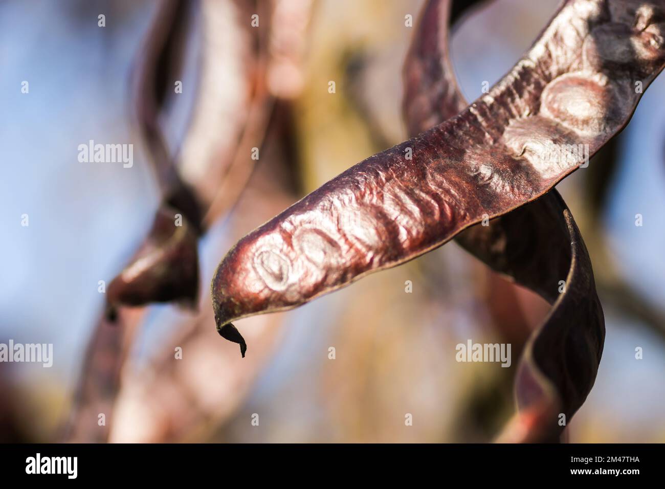 Carob pods on an evergreen tree Carob from the bean family, originally ...