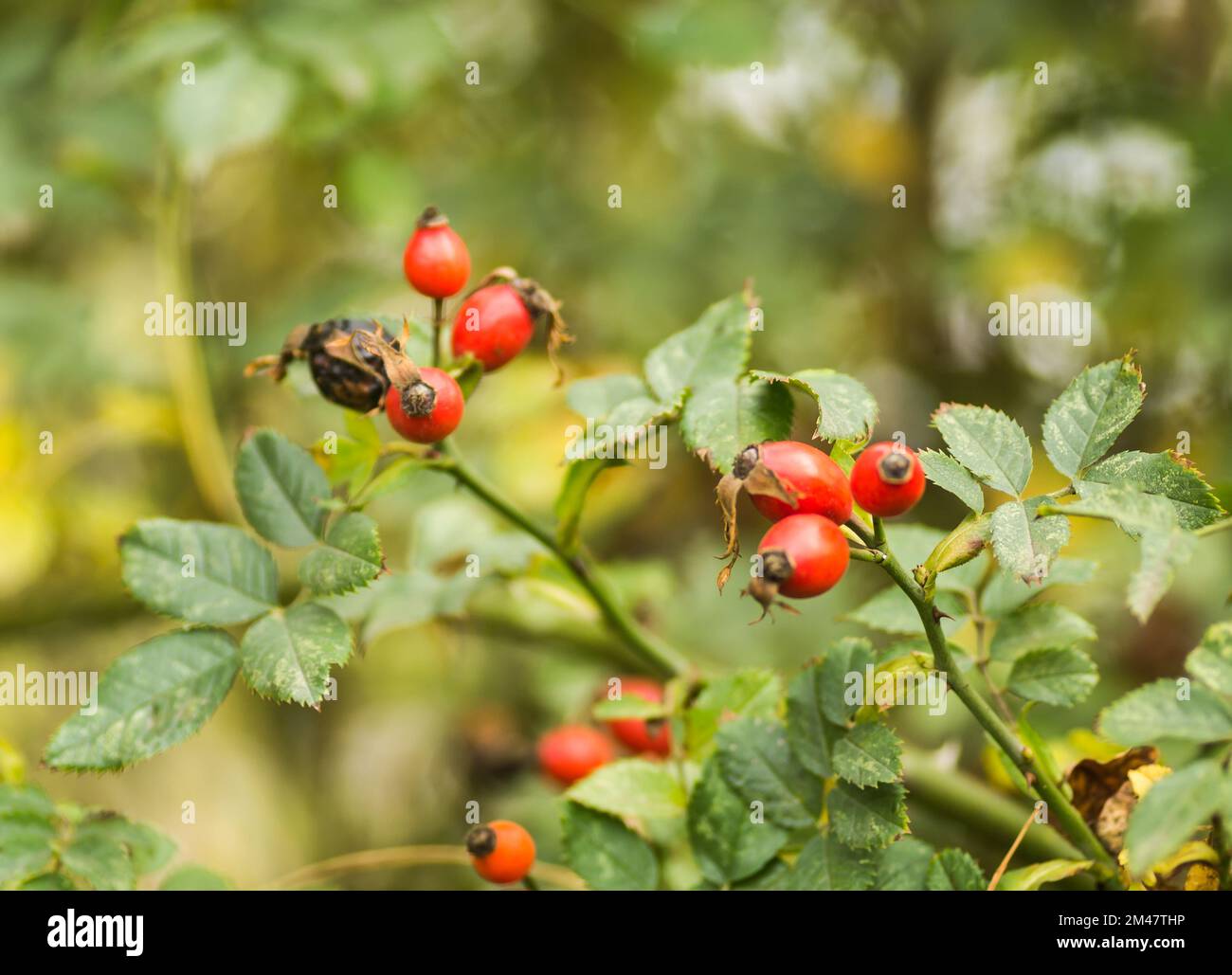 Rosa canina. Photo of shrubs of rosehip in the wild on a sunny autumn ...