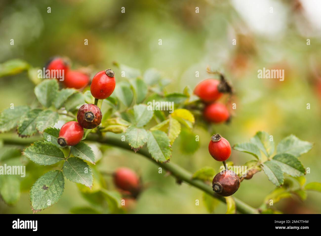 Rosa canina. Photo of shrubs of rosehip in the wild on a sunny autumn ...