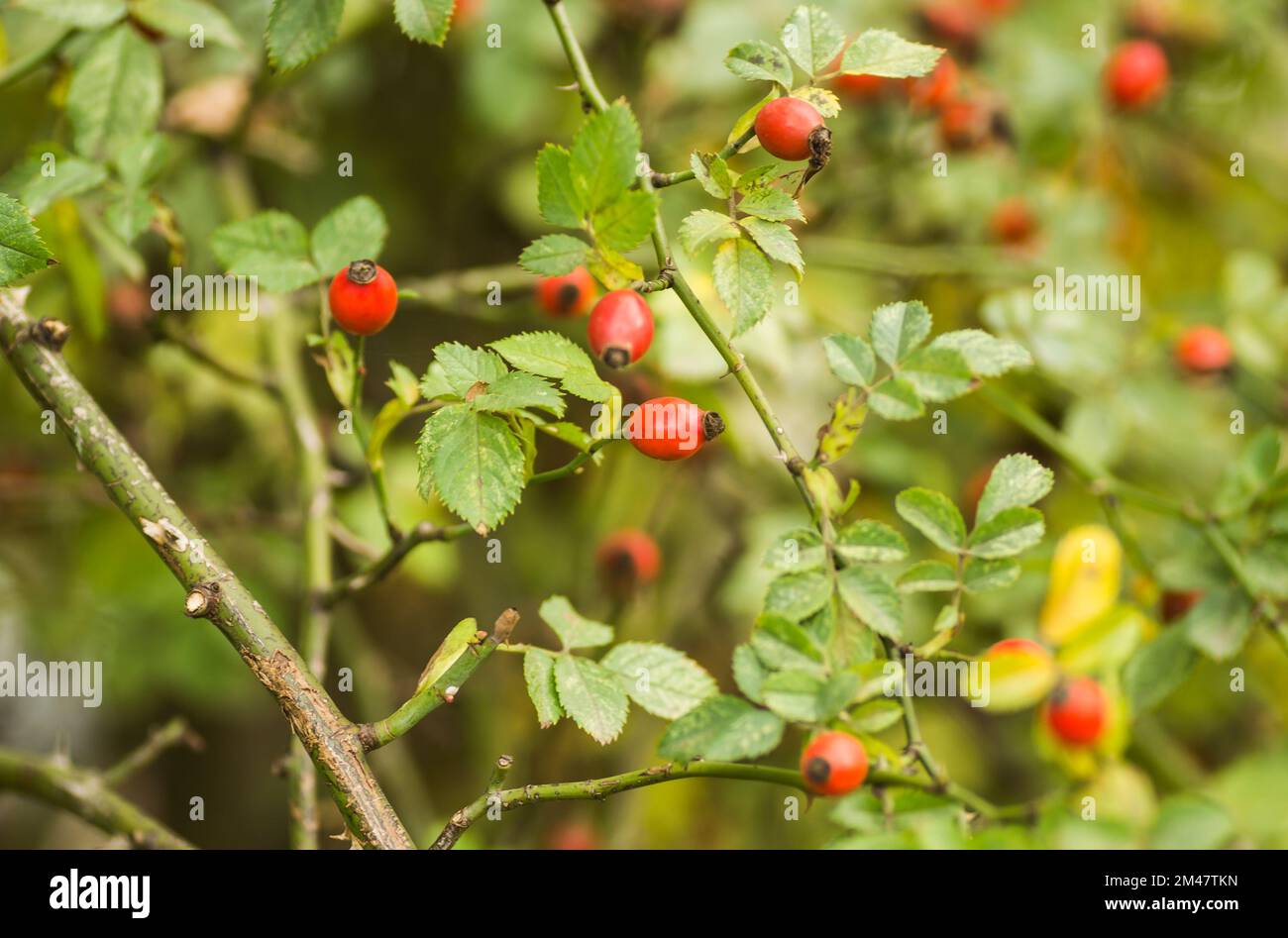 Rosa canina. Photo of shrubs of rosehip in the wild on a sunny autumn ...