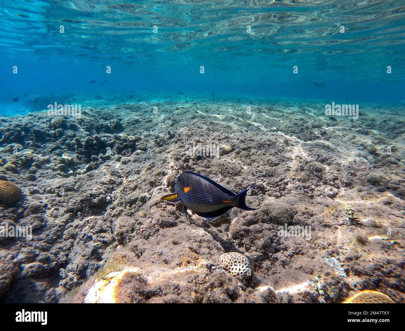 Close up view of Colorful tropical fish Sohal Surgeon fish (Acanthurus ...