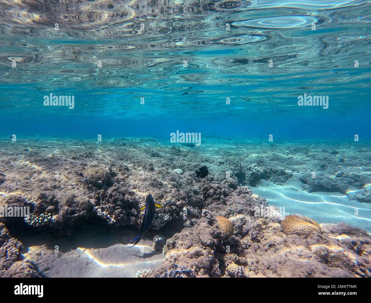 Colorful tropical fish Sohal Surgeon fish (Acanthurus Sohal) tang ...