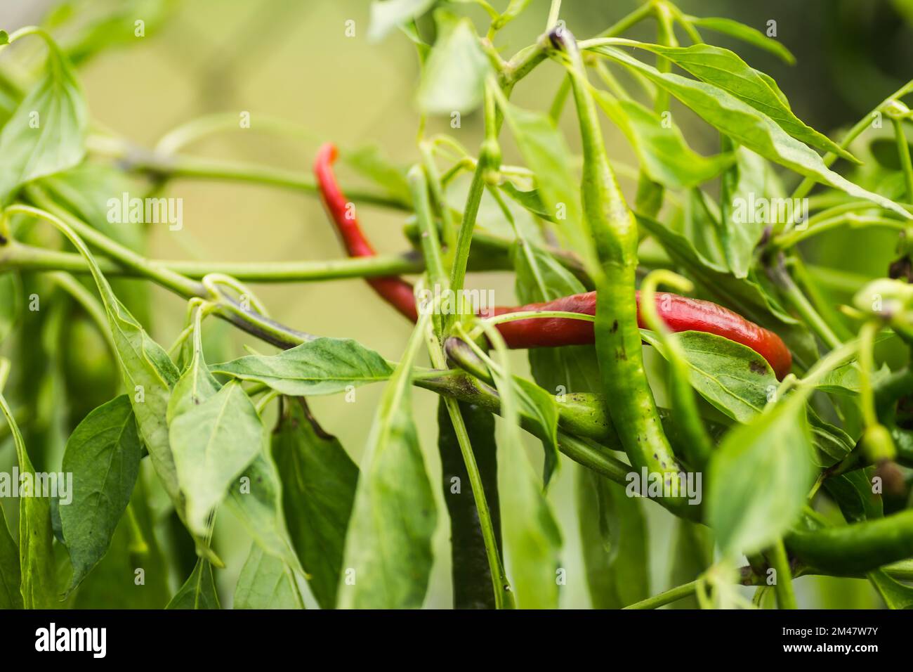 Red unpeeled hot pepper on a tree in the garden. Organically grown red ...