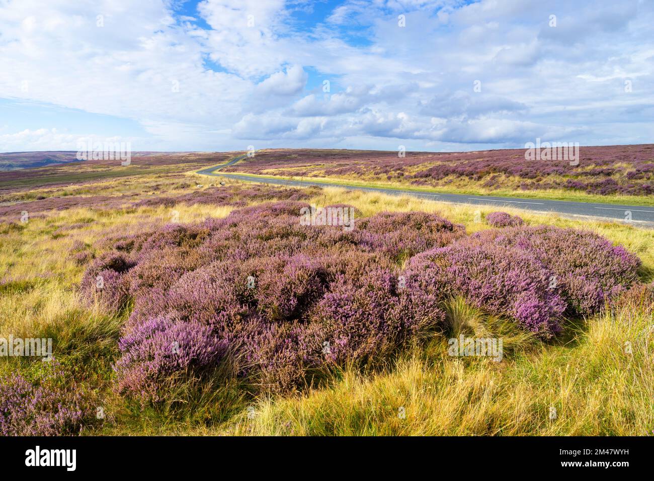 North Moors National park Purple heather on the moors of the North ...