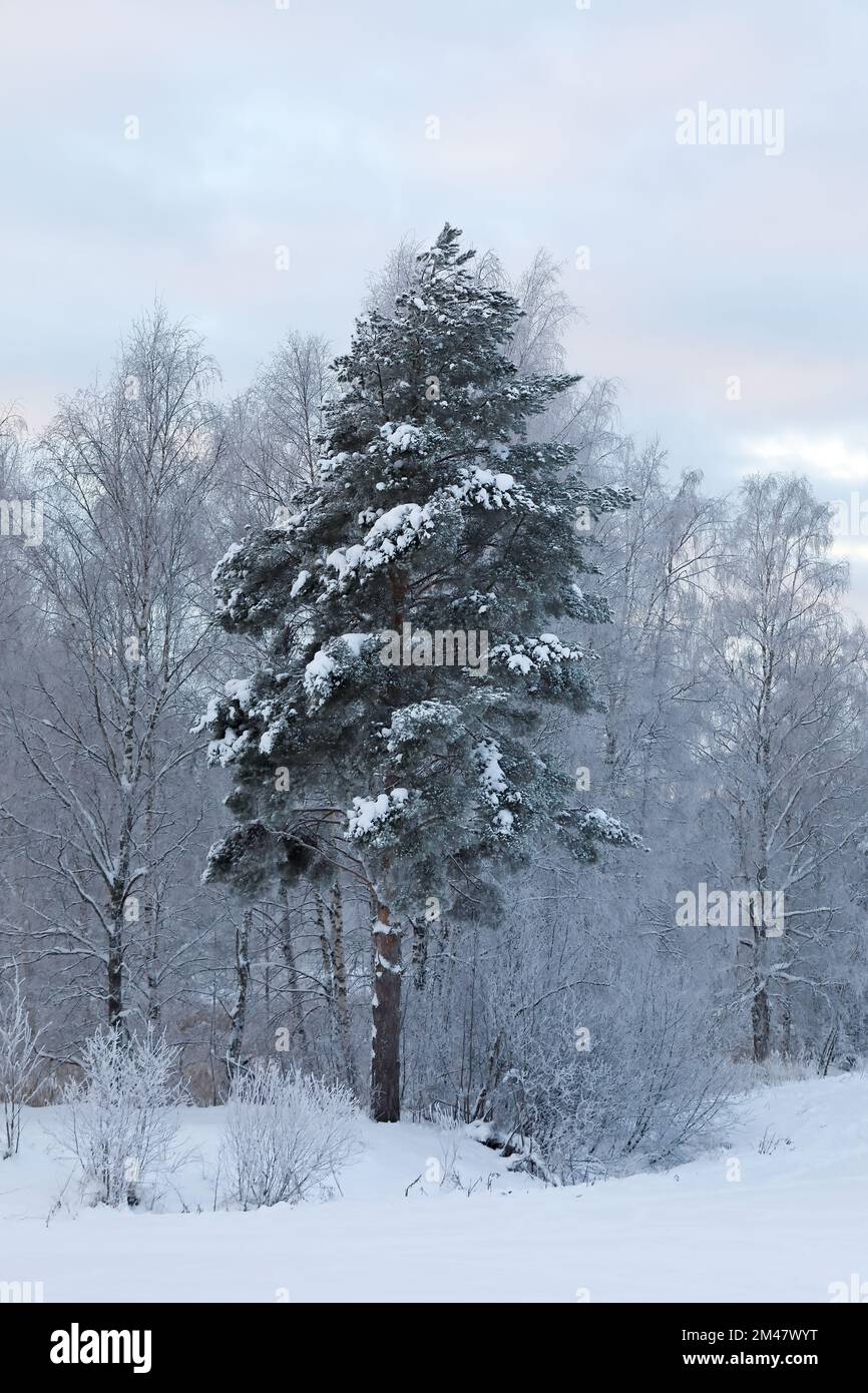 Tall pine standing on hi-res stock photography and images - Alamy