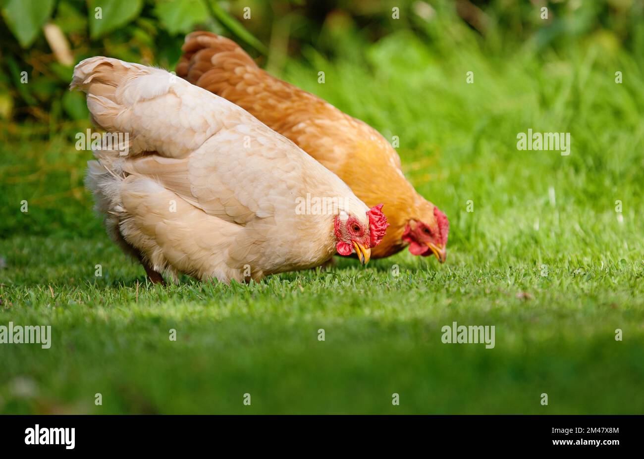 Fat hens hi-res stock photography and images - Alamy