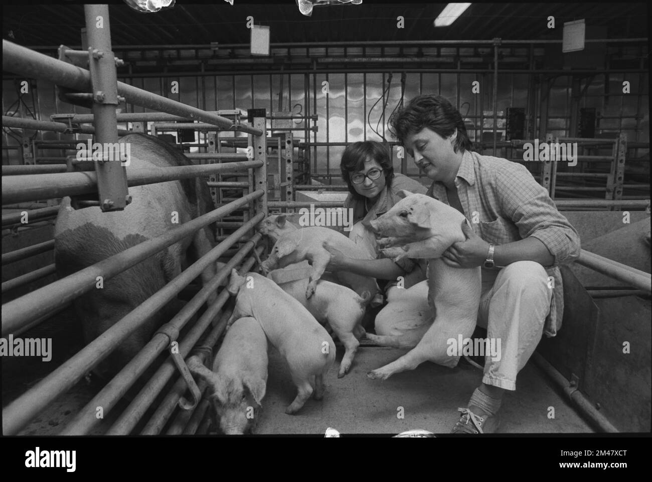 ***SEPTEMBER 1985 FILE PHOTO*** For more than two years now, the pig ...